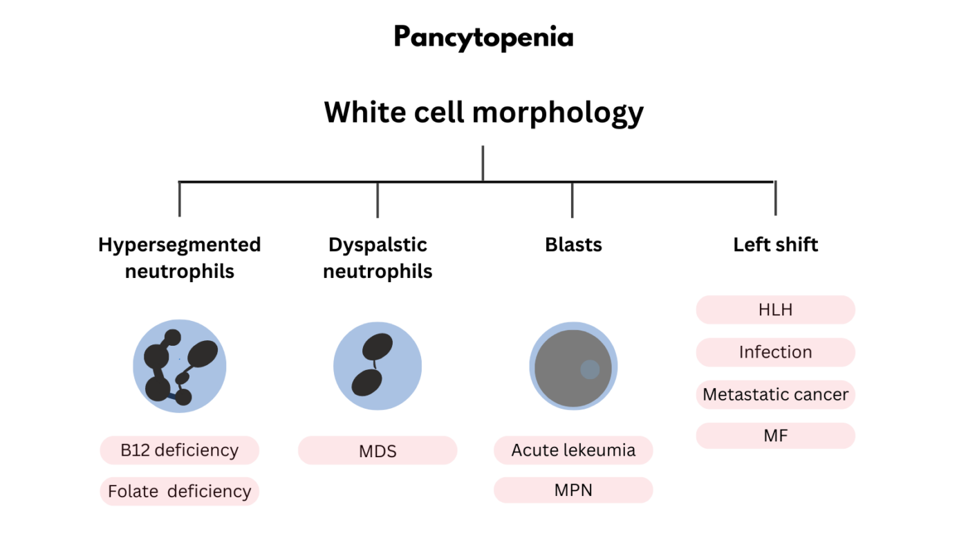 Postscript • The Blood Project