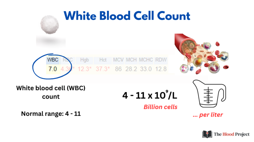 Tutorial • The Blood Project