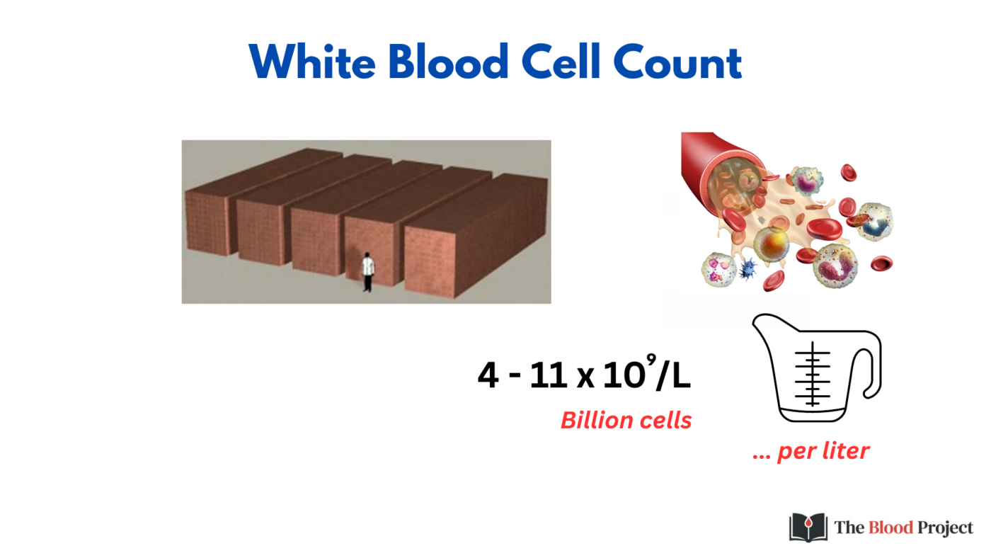 Tutorial • The Blood Project