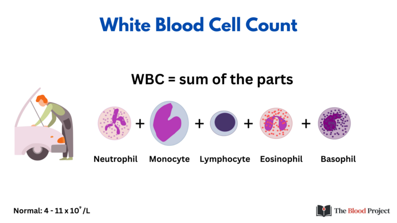 Tutorial • The Blood Project