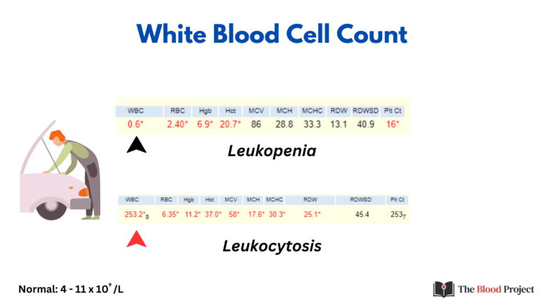 Tutorial • The Blood Project