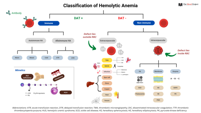 Classification of Hemolytic Anemia • The Blood Project