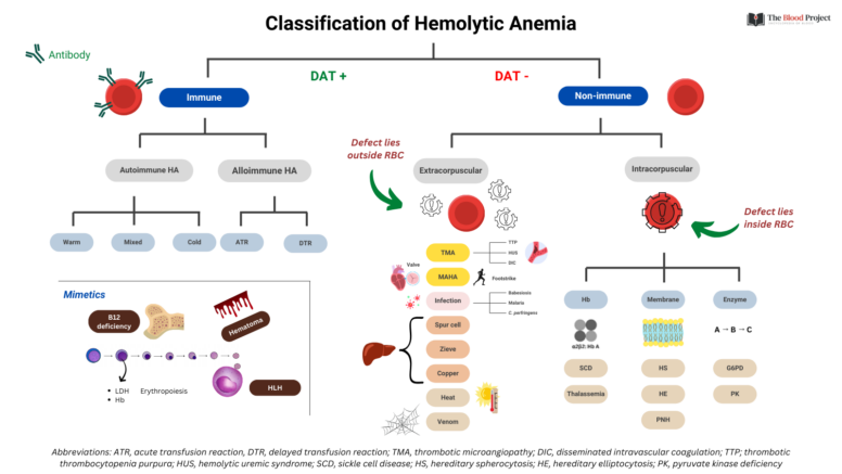 Classification of Hemolytic Anemia • The Blood Project