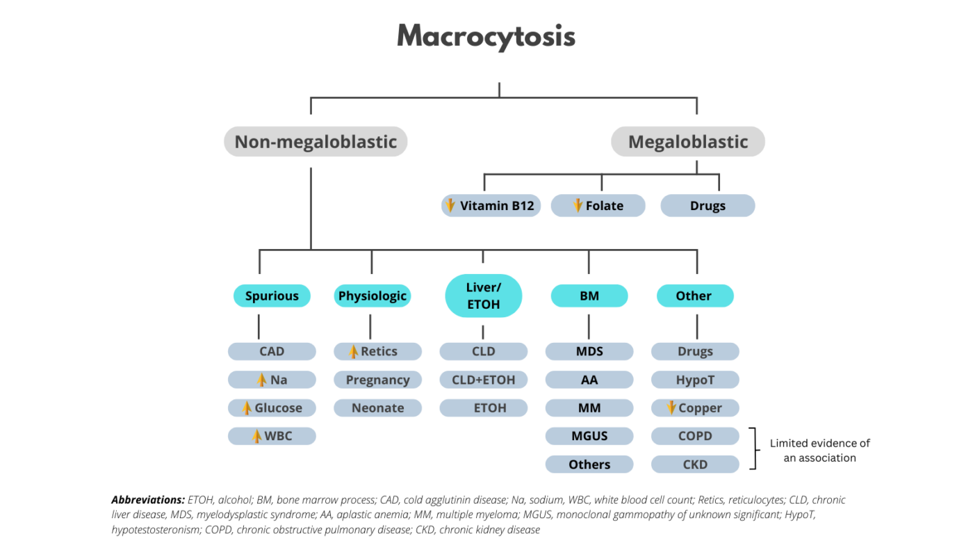 Classification of Macrocytosis • The Blood Project