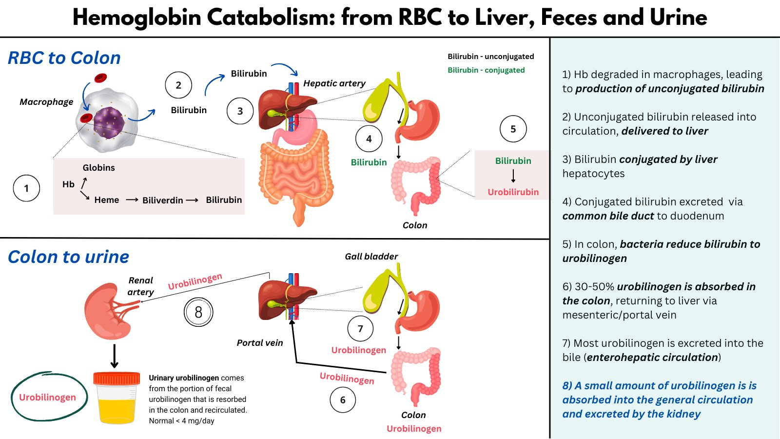 Urobilinogen in Hemolytic Anemia • The Blood Project
