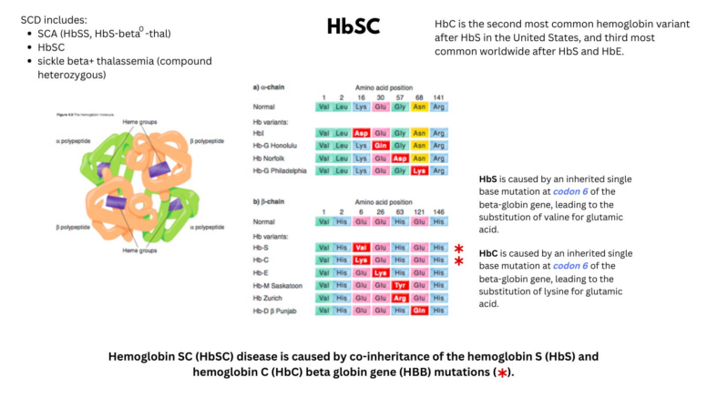 HbSC Disease • The Blood Project