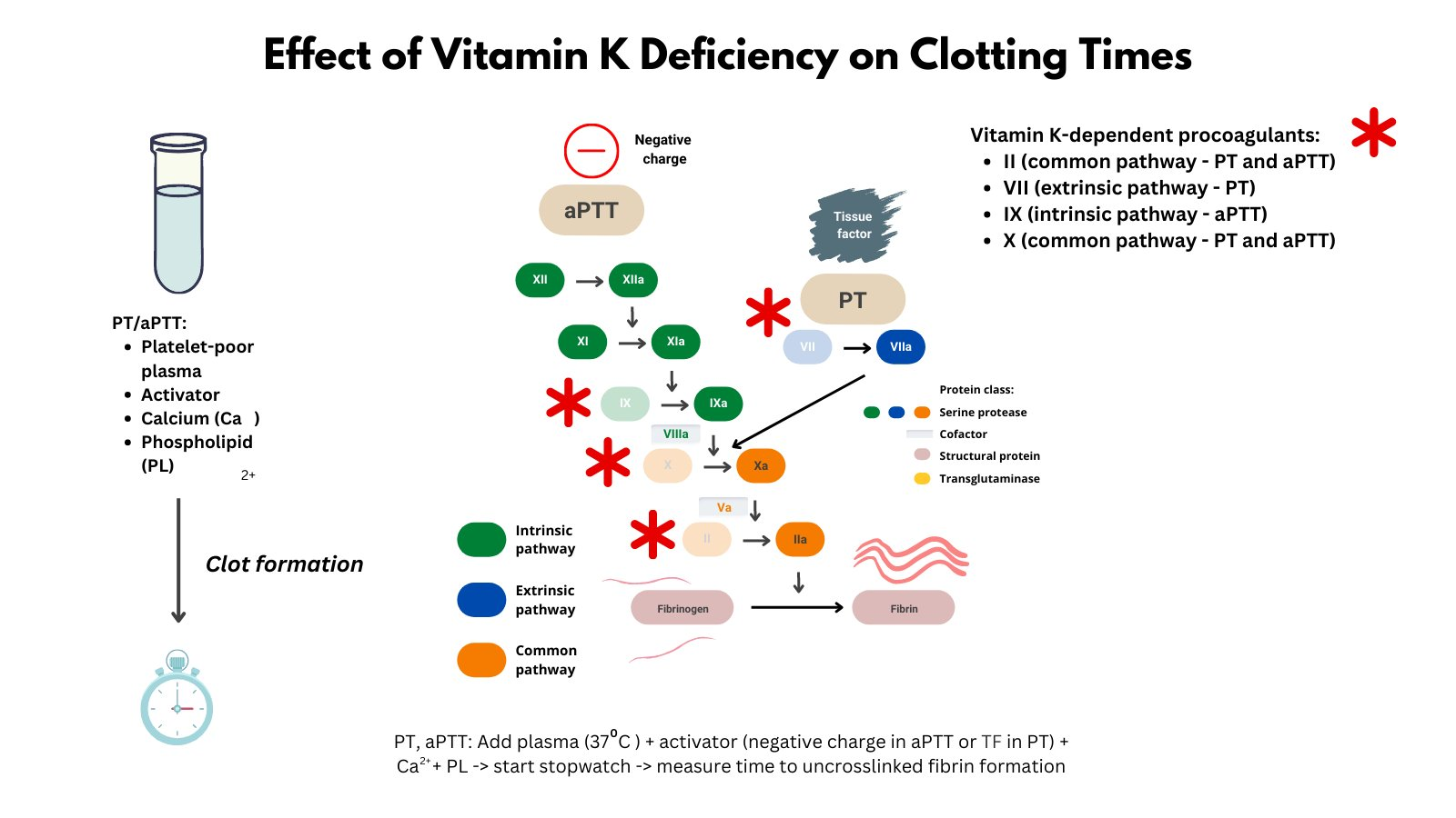 Vitamin K Deficiency • The Blood Project