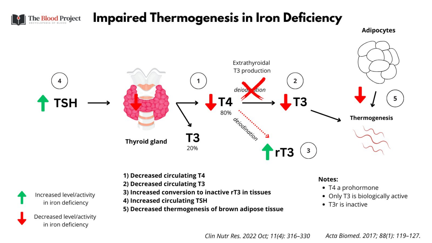 Cold Sensitivity in Iron Deficiency - Role of Thyroid • The Blood Project