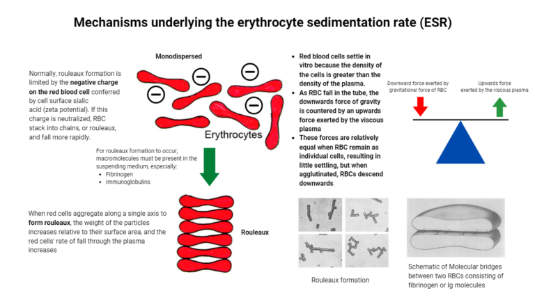 ESR • The Blood Project