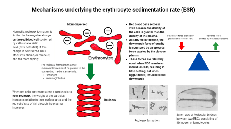 ESR • The Blood Project