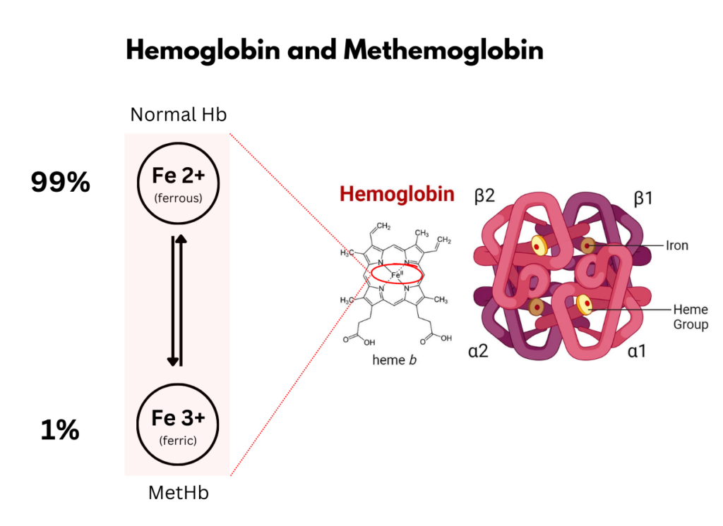 Postscript • The Blood Project