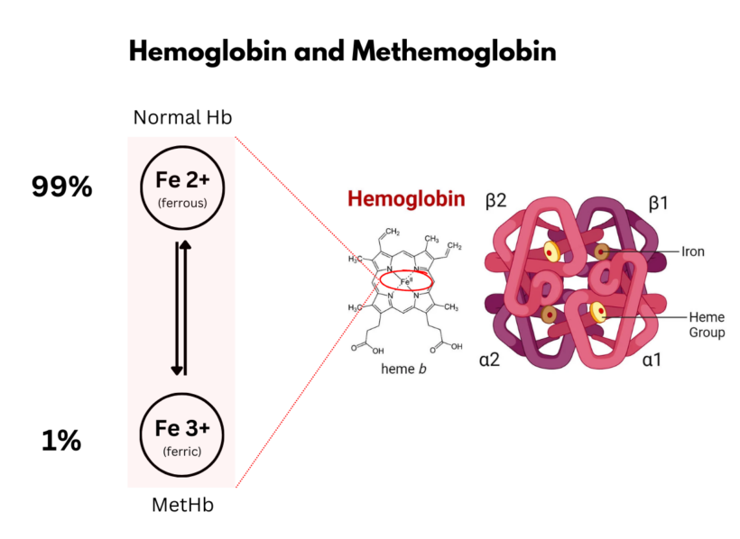 Postscript • The Blood Project