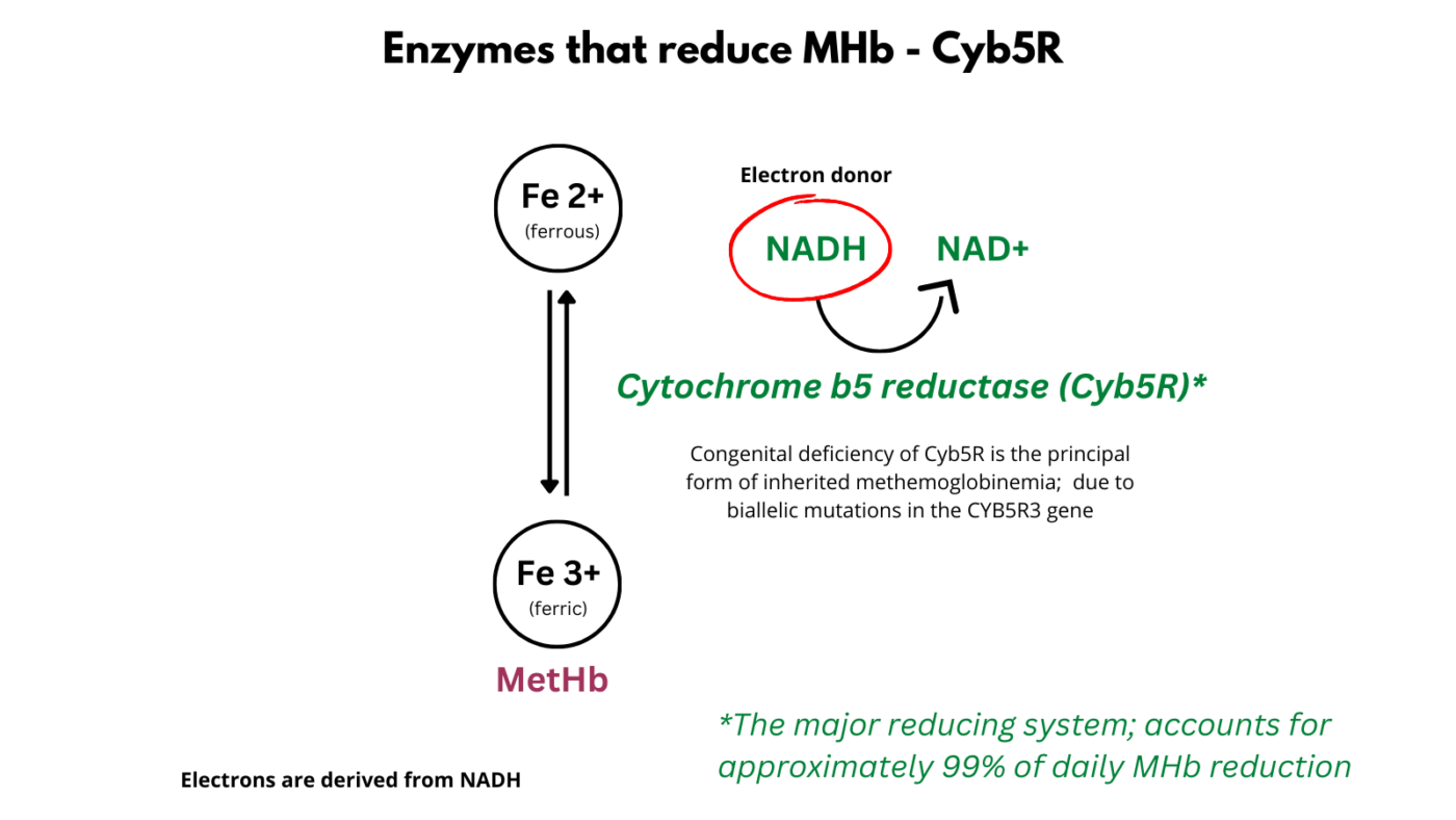 Postscript • The Blood Project