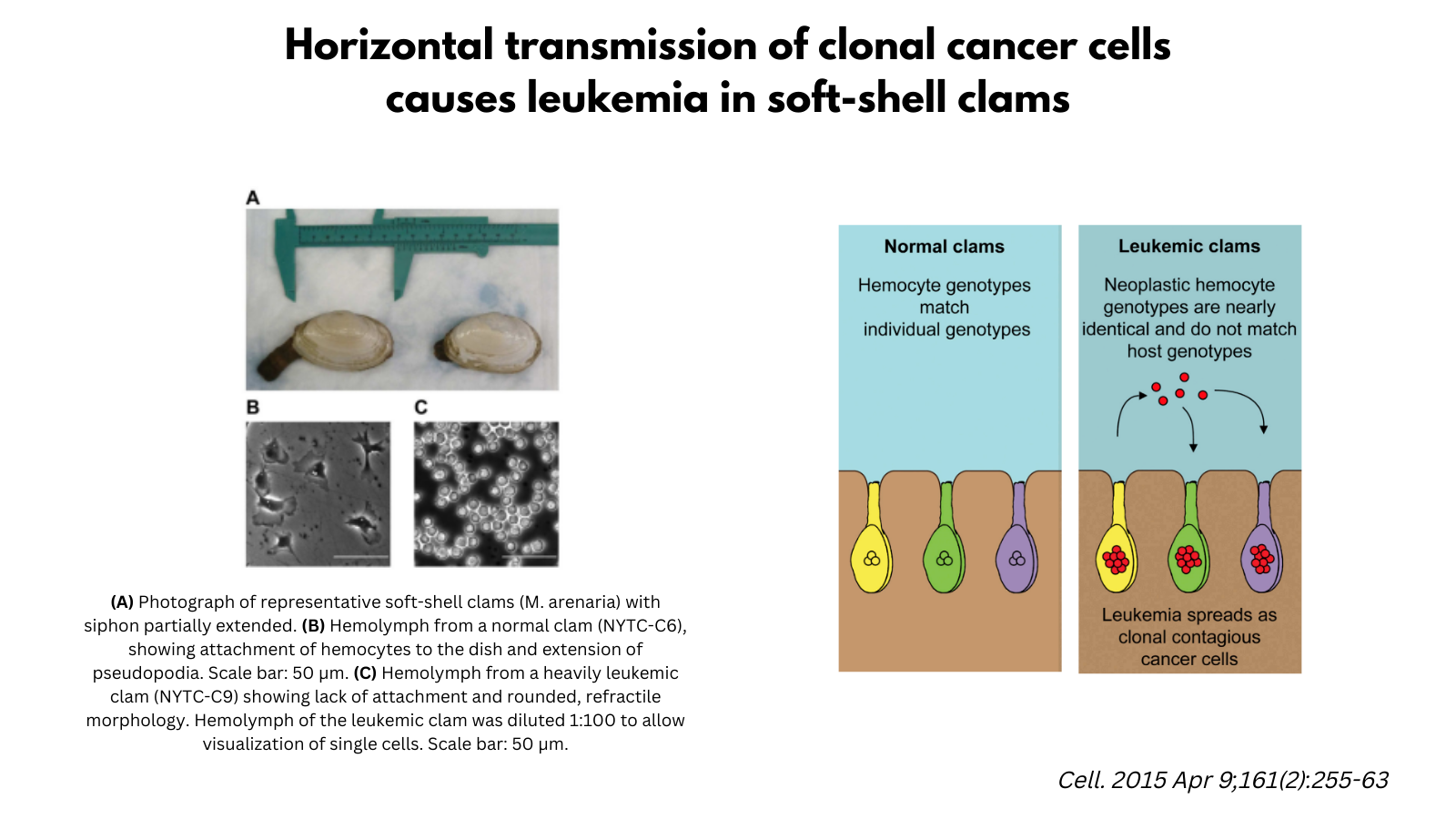 Leukemia in Clams • The Blood Project