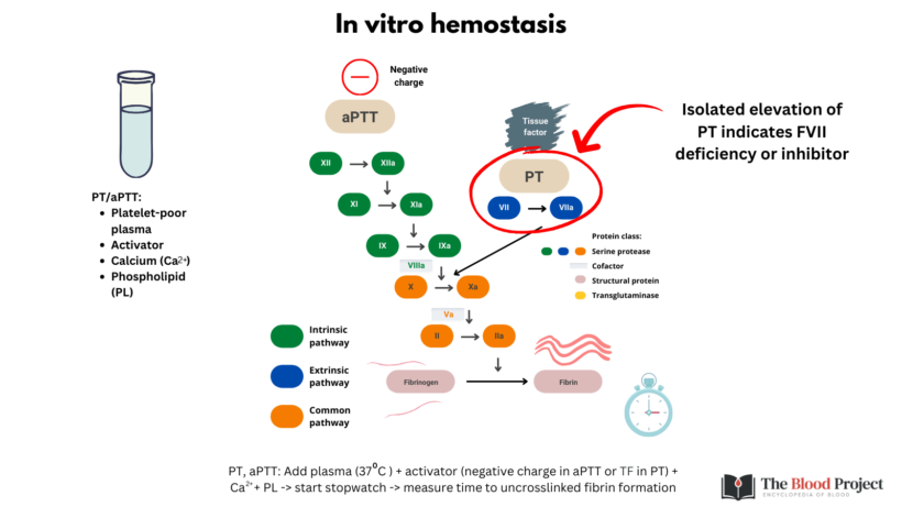 Isolated Elevation in Prothrombin Time • The Blood Project