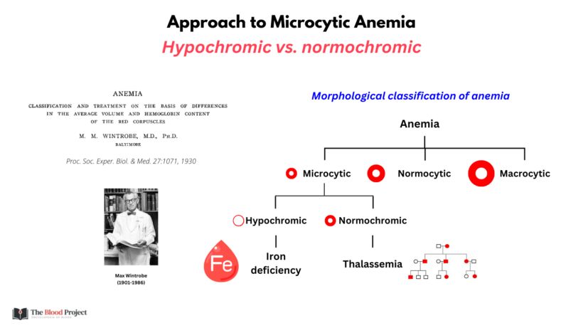 System 2 Thinking Approach to Thalassemia Minor vs. Iron Deficiency ...
