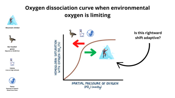 Oxygen Dissociation Curve - Question • The Blood Project