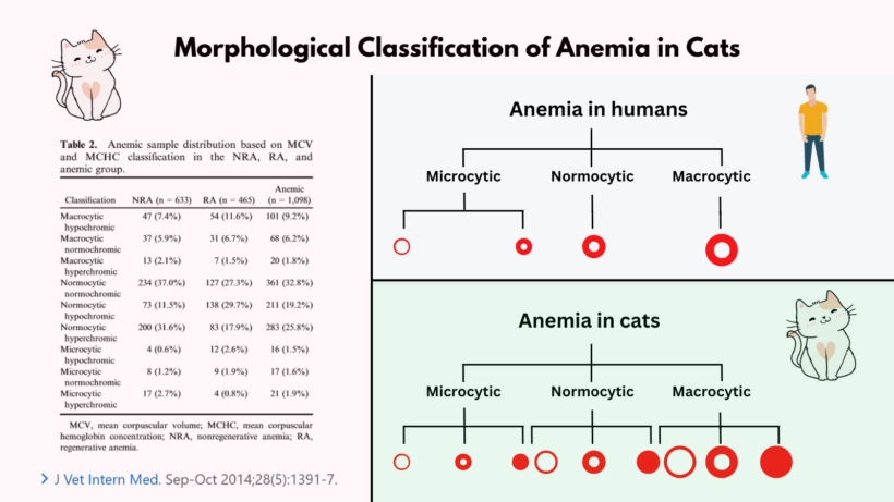 Anemia in Cats • The Blood Project