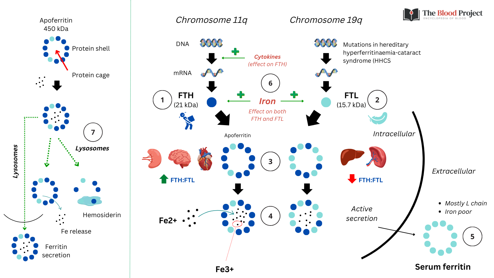 Ferritin Overview • The Blood Project