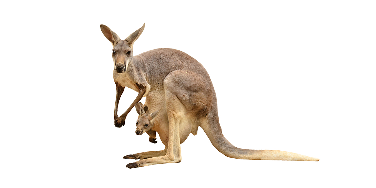 Nucleated Red Blood Cells in the Kangaroo • The Blood Project