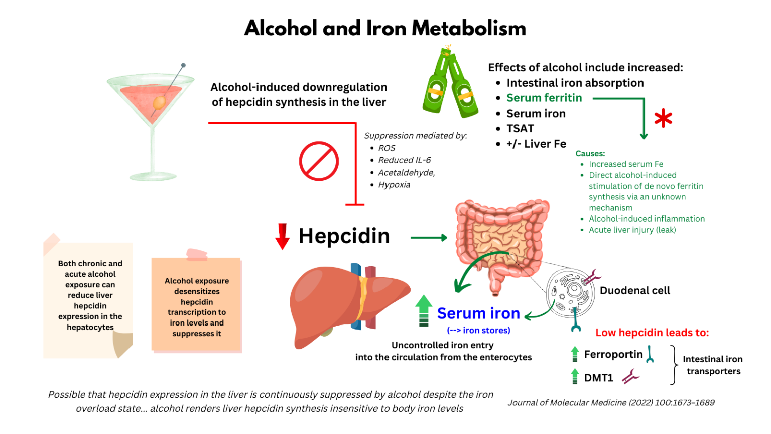 Alcohol and Iron • The Blood Project