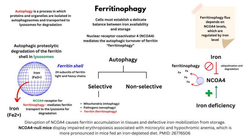 How Does Iron Get Into and Out of Ferritin? • The Blood Project