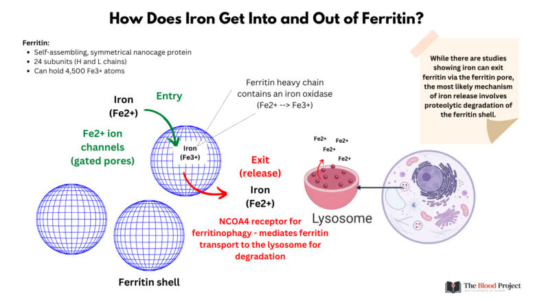 How Does Iron Get Into and Out of Ferritin? • The Blood Project