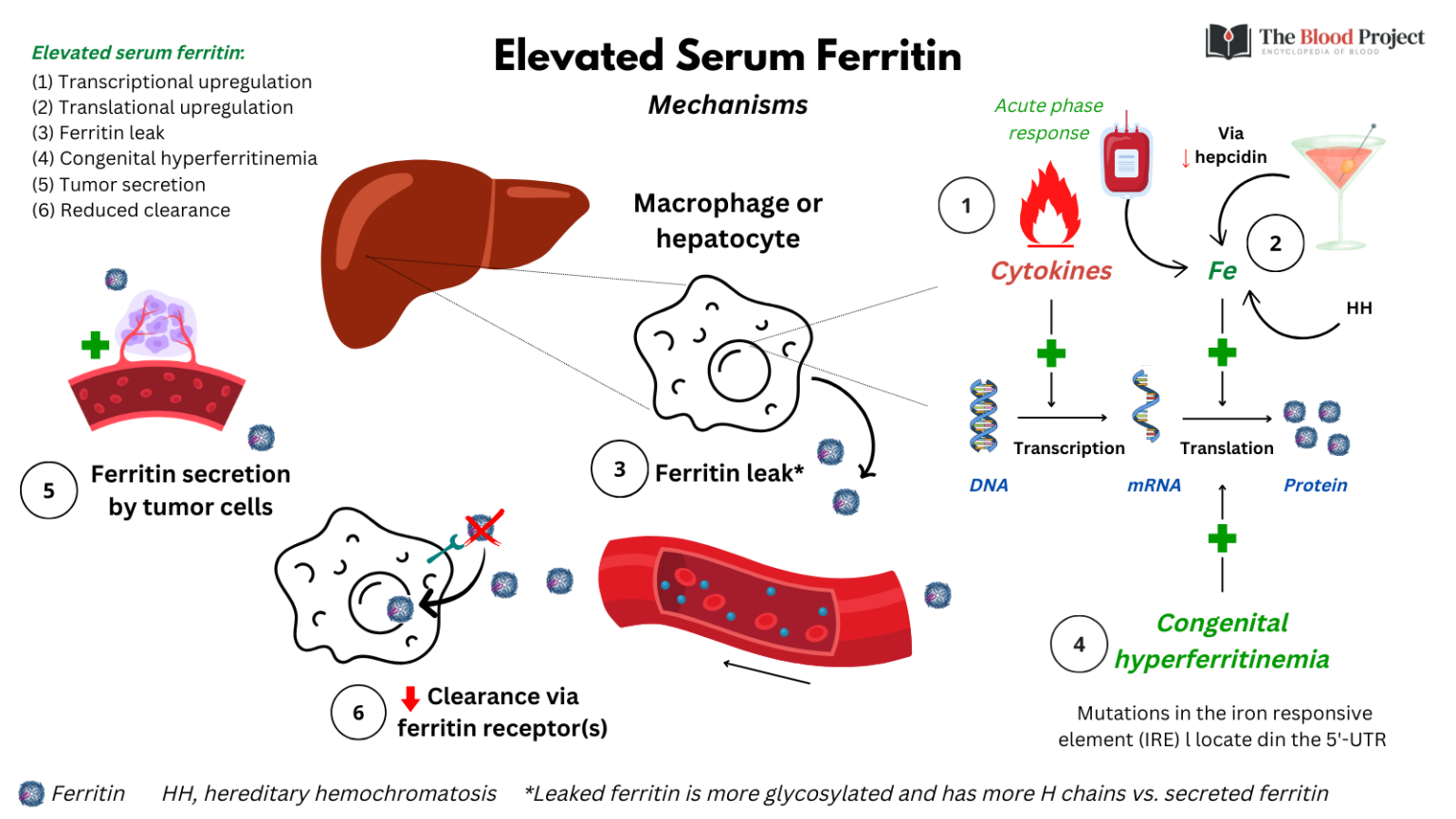 Hyperferritinemia • The Blood Project