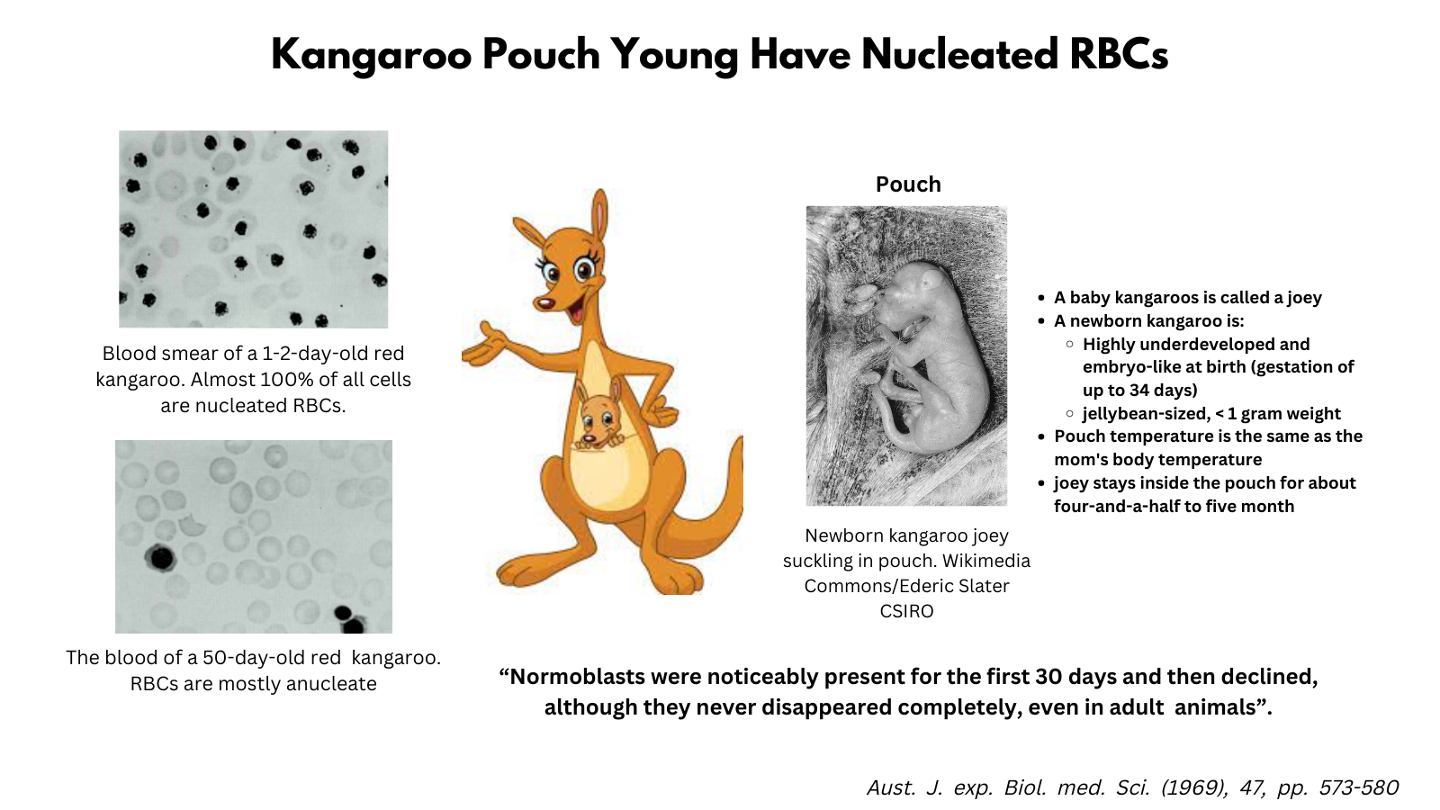 Nucleated Red Blood Cells in the Kangaroo • The Blood Project
