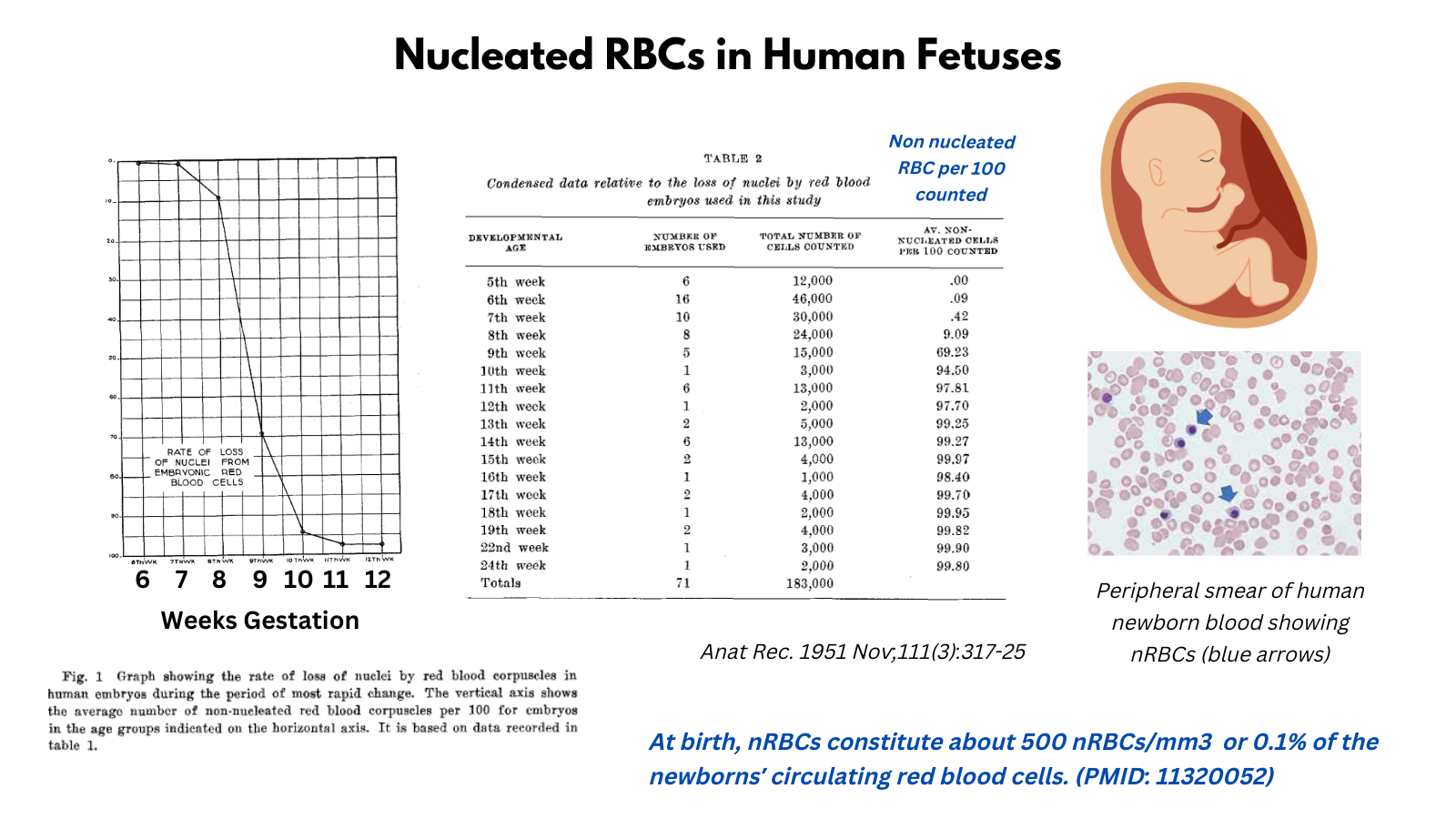 Nucleated Red Blood Cells in the Kangaroo • The Blood Project