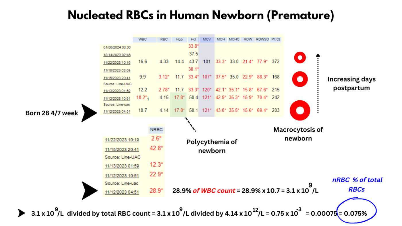 Nucleated Red Blood Cells in the Kangaroo • The Blood Project