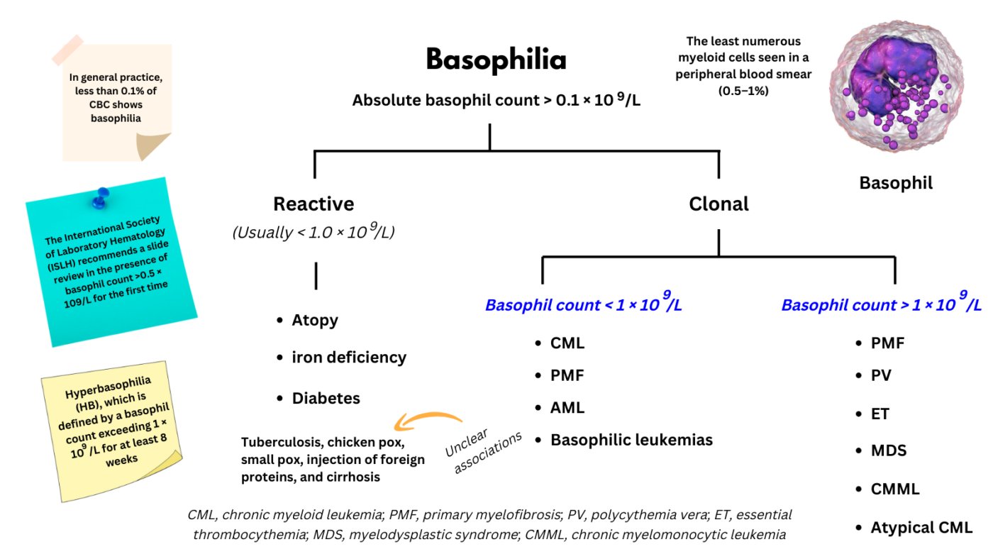 Basophilia - Case Studies • The Blood Project