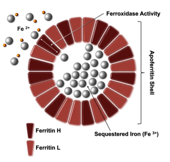 Ferritin - Structure • The Blood Project