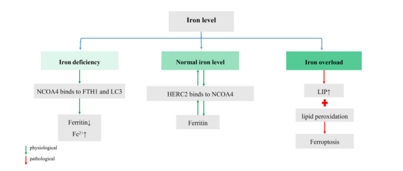 How Does Iron Get Into and Out of Ferritin? • The Blood Project