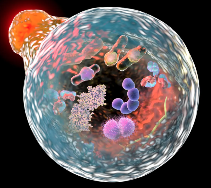 How Does Iron Get Into and Out of Ferritin? • The Blood Project