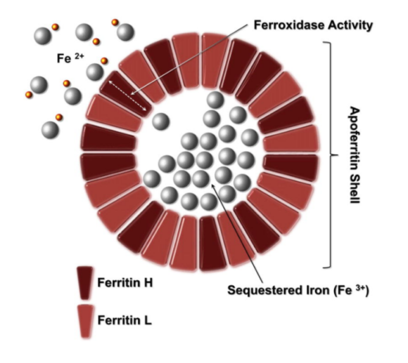 Ferritin Overview • The Blood Project