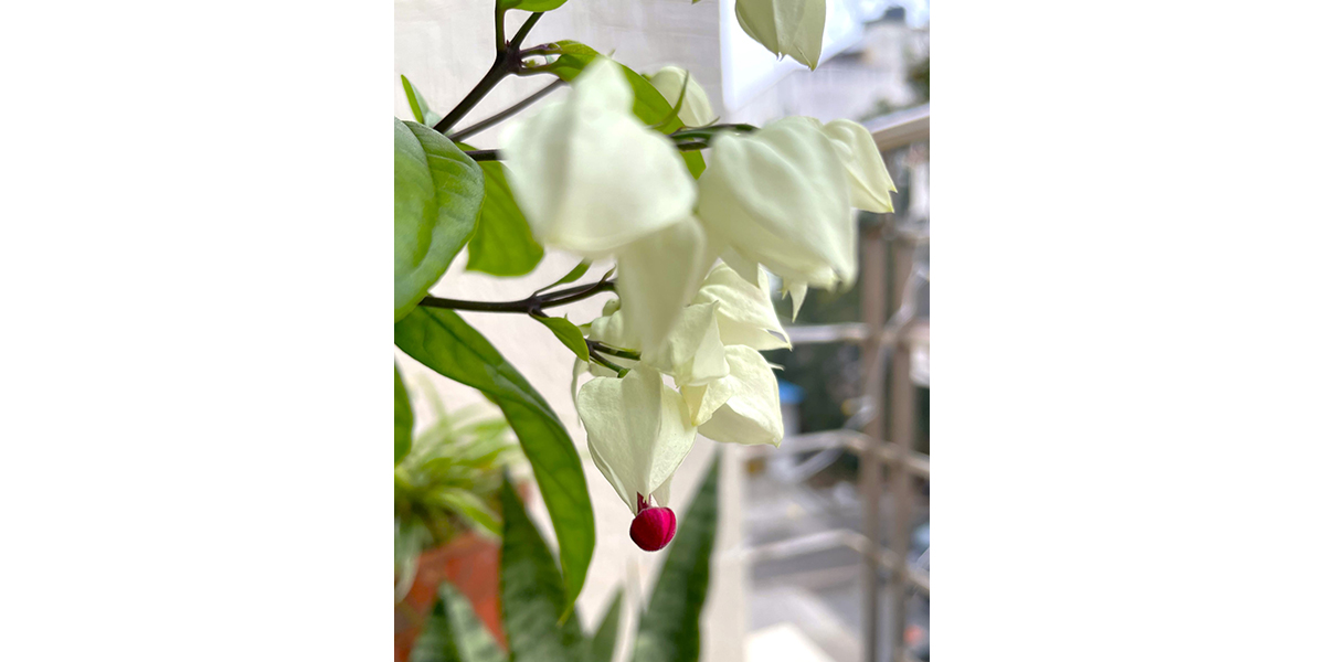 Bleeding Heart Vine and a Woman • The Blood Project