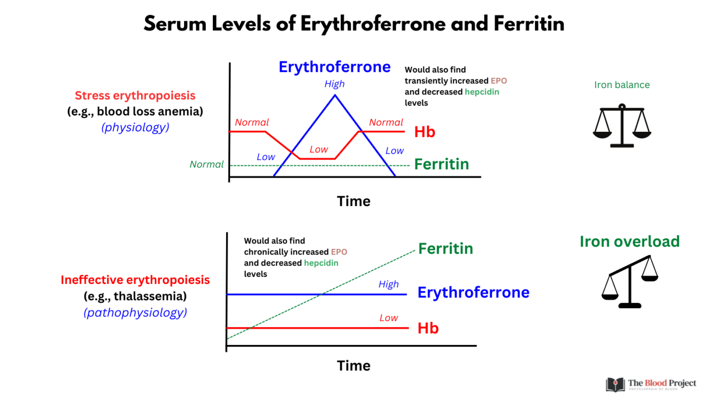 Erythroferrone • The Blood Project