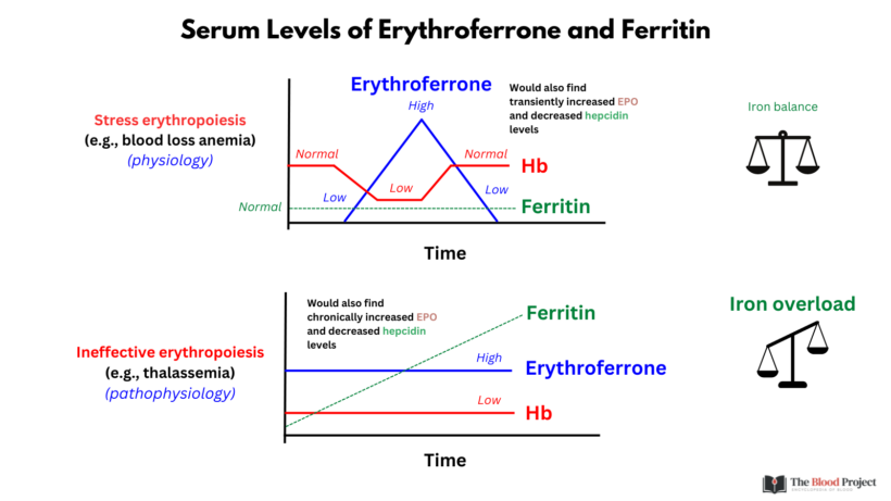 Erythroferrone • The Blood Project