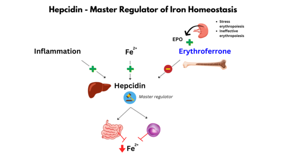 Erythroferrone • The Blood Project