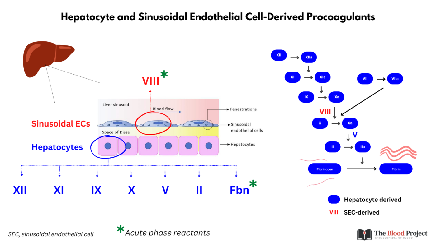 DIC or Liver Disease? • The Blood Project