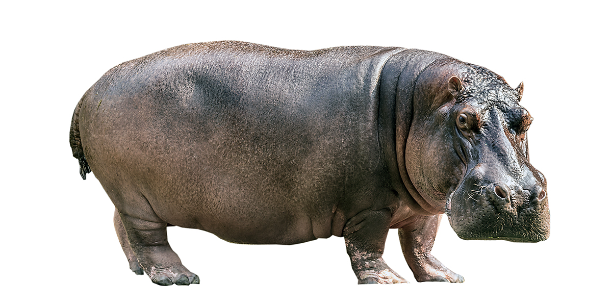 Did You Know that Hippos Secrete a Reddish Oily Fluid Sometimes Called ...