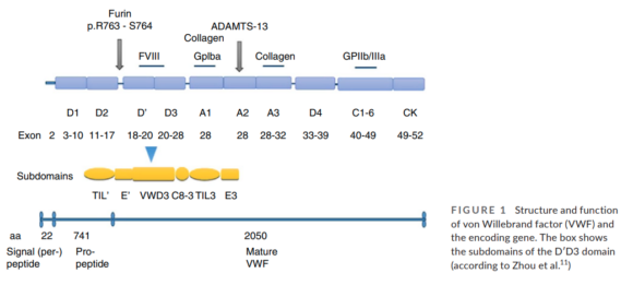 Type 2N von Willebrand Disease • The Blood Project