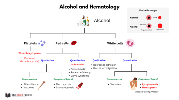 Hematological Effects of Alcohol • The Blood Project