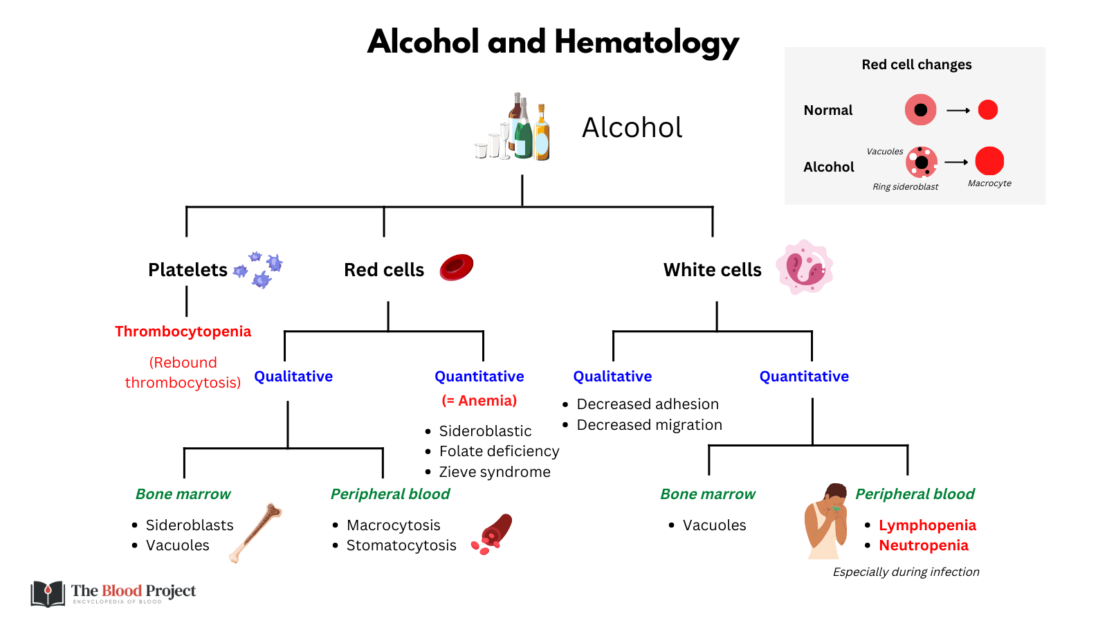 Hematological Effects of Alcohol • The Blood Project