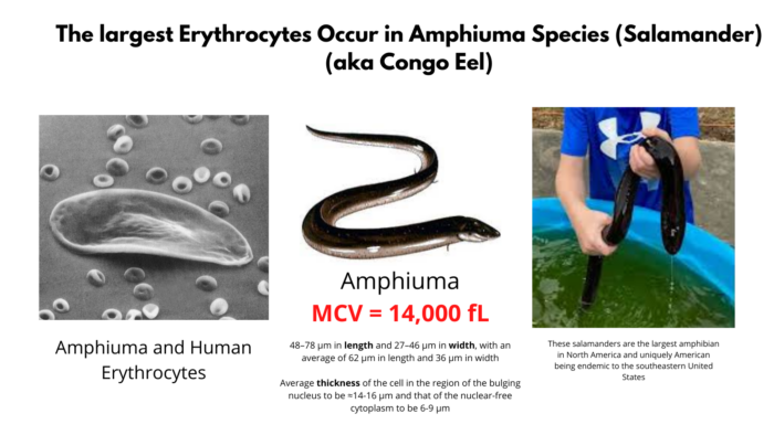 Amphiuma Red Blood Cells • The Blood Project