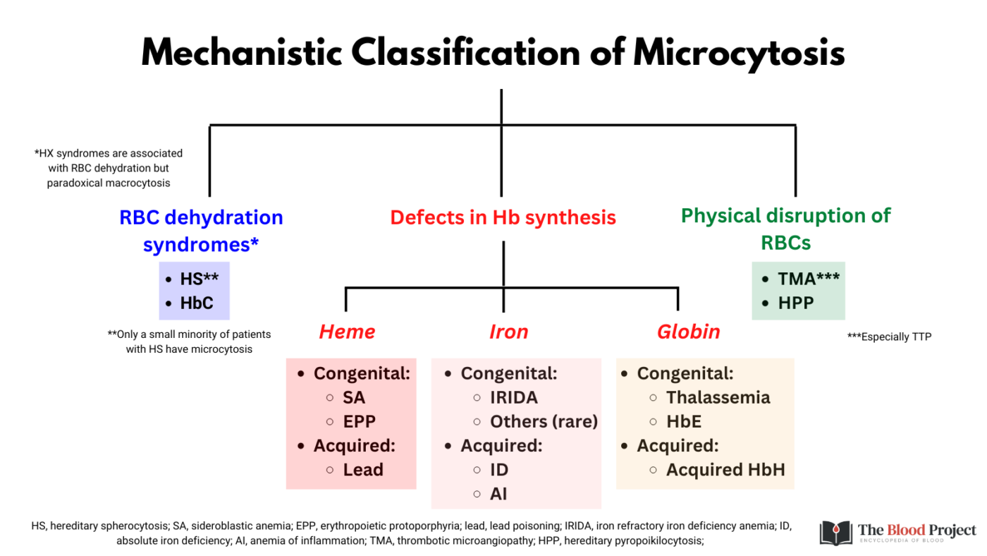 Classification of Microcytic Anemia • The Blood Project