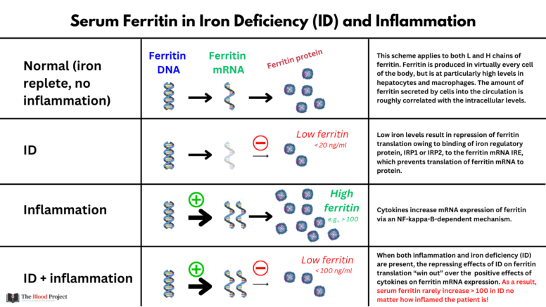 Ferritin in Iron Deficiency and/or Inflammation • The Blood Project