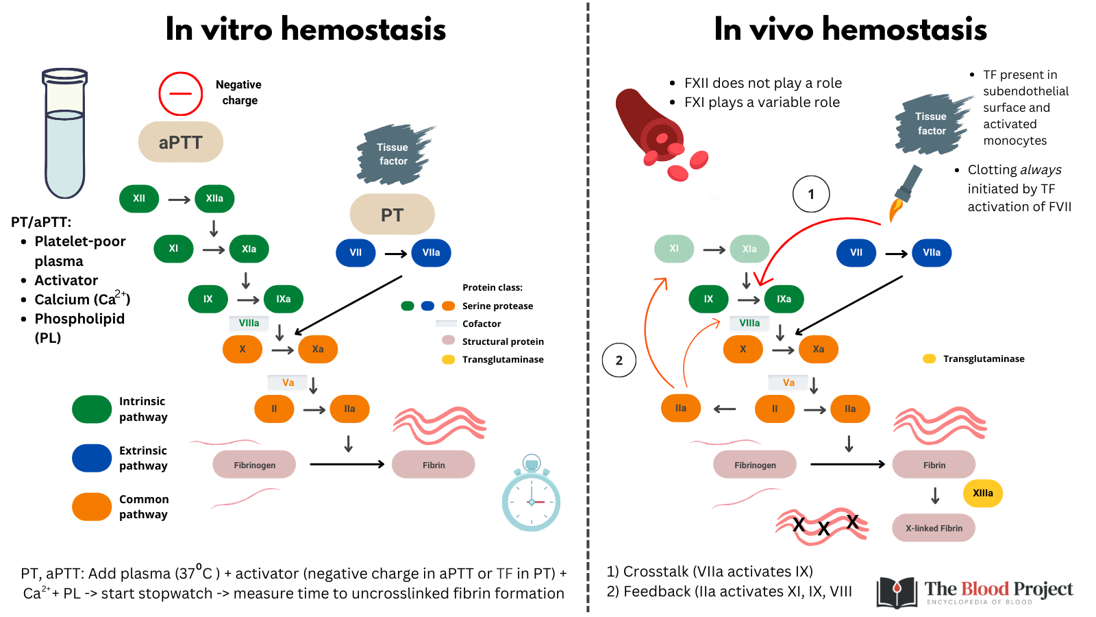 In Vitro and in Vivo Hemostasis • The Blood Project
