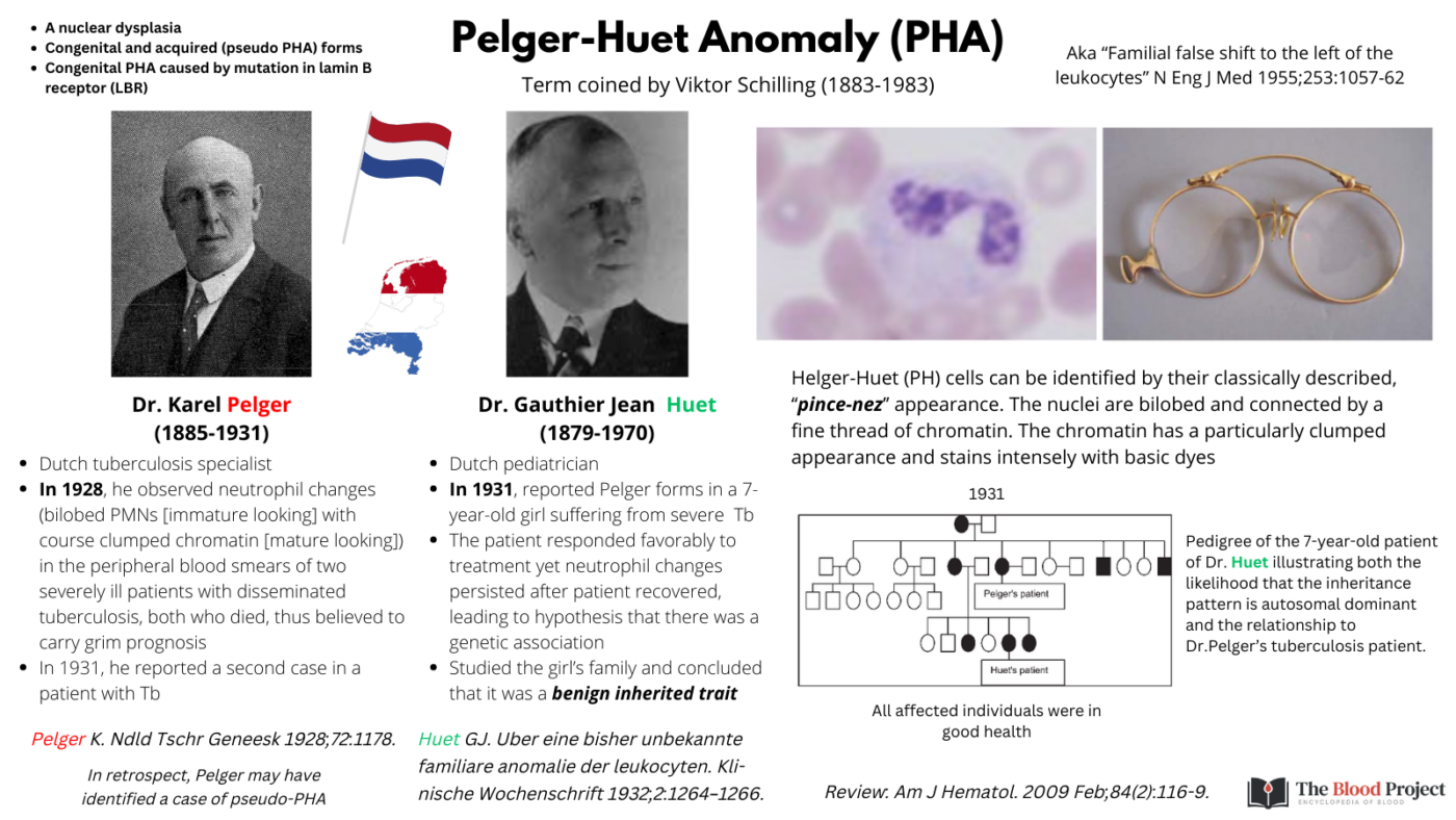 Eponym - Pelger-Huet Anomaly • The Blood Project